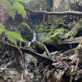 Tanglefoot Short Loop, Victoria, Australia - 304 Reviews, Map | AllTrails