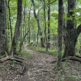 Siler Bald via Appalachian Trail, North Carolina - 685 Reviews, Map ...
