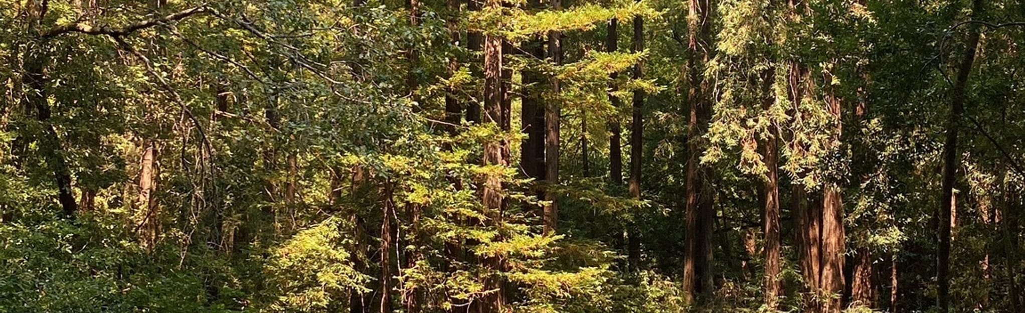Lonely, Mount Redondo, Dean and Chinquapin Trail Loop, California - 235 ...