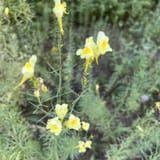 Mount Herman Trail, Colorado - 1,653 Reviews, Map | AllTrails