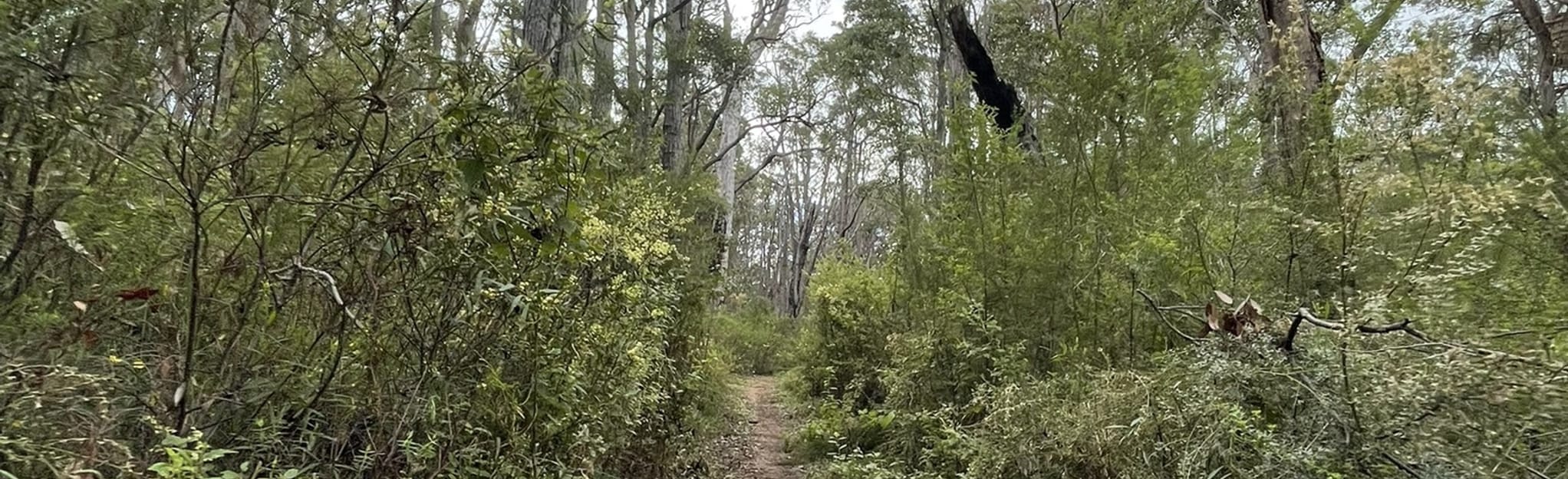 North Bramley National Park Circuit: 55 Reviews, Map - Western ...