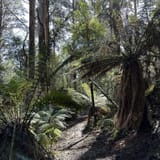 Tanglefoot Short Loop, Victoria, Australia - 307 Reviews, Map | AllTrails