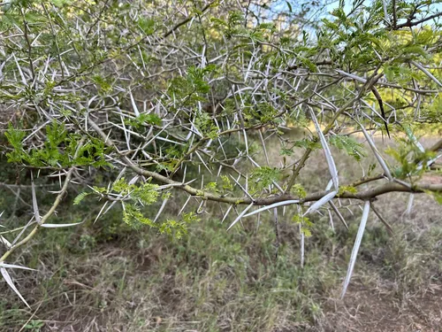 Best Beach Trails in DukuDuku NU | AllTrails