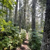 Mount Kit Carson Trail, Washington - 902 Reviews, Map | AllTrails