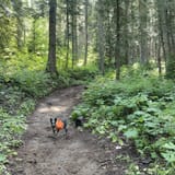 Mount Kit Carson Trail, Washington - 902 Reviews, Map | AllTrails