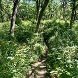 Gander Mountain Loop Trail, Illinois - 467 Reviews, Map | AllTrails