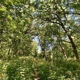 Gander Mountain Loop Trail, Illinois - 467 Reviews, Map | AllTrails