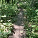Gander Mountain Loop Trail, Illinois - 467 Reviews, Map | AllTrails