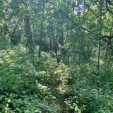 Gander Mountain Loop Trail, Illinois - 514 Reviews, Map | AllTrails