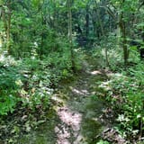 Gander Mountain Loop Trail, Illinois - 514 Reviews, Map | AllTrails