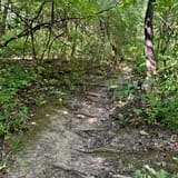Gander Mountain Loop Trail, Illinois - 514 Reviews, Map | AllTrails