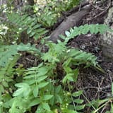 Heart Lake via South Boulder Creek Trail, Colorado - 931 Reviews, Map ...