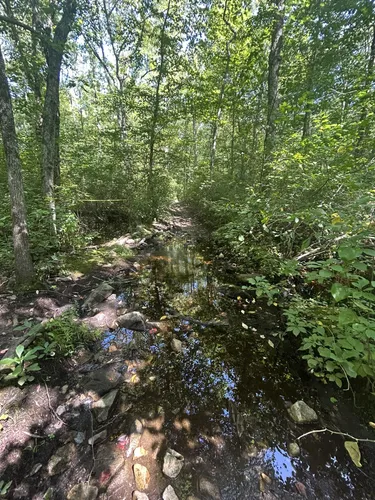 2023 Best Trail Running Trails in Wrentham State Forest | AllTrails