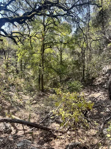 Best Hikes and Trails in Emma Long Metropolitan Park | AllTrails