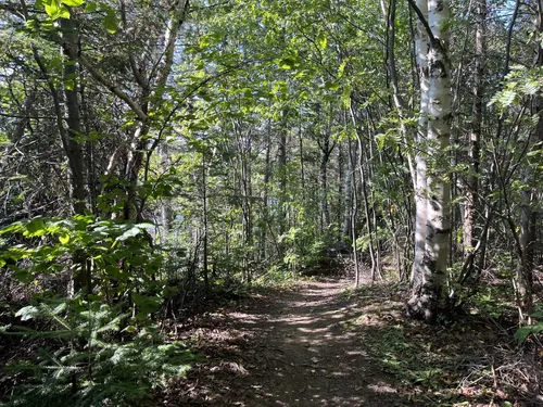 2023 Best Forest Trails in Grand-Métis | AllTrails