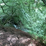 Hackfall Explorer, North Yorkshire, England - 428 Reviews, Map | AllTrails