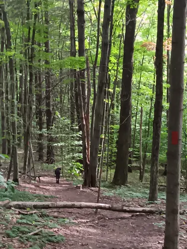 Best Hikes and Trails in Danby State Forest | AllTrails