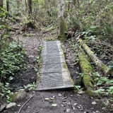Big Tree Ridge Trail, Washington - 481 Reviews, Map | AllTrails