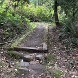 Big Tree Ridge Trail, Washington - 481 Reviews, Map | AllTrails