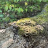 Bee Tree Lake Loop, Missouri - 548 Reviews, Map | AllTrails