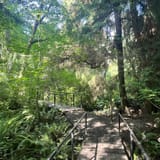 Sword Fern and Highline Trail, Washington - 243 Reviews, Map | AllTrails
