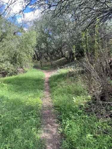 Best Hikes and Trails in Patagonia Lake State Park | AllTrails