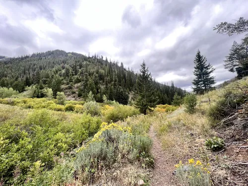 10 Best Forest Trails in Hailey | AllTrails