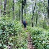 Appalachian Trail: Deep Gap to Dicks Creek, North Carolina - 88 Reviews ...