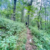 Appalachian Trail: Deep Gap to Dicks Creek, North Carolina - 91 Reviews ...
