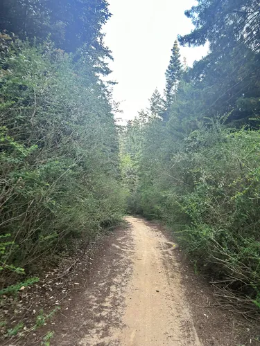 Best Hikes and Trails in Jackson Demonstration State Forest | AllTrails