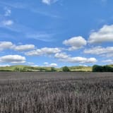 Burrough Hill and Leicestershire Circular Walk, Leicestershire, England ...