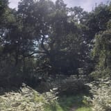 Heart of Savernake Forest Circular, Wiltshire, England - 133 Reviews ...