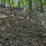 Chestnut Ridge Trail, Virginia - 470 Reviews, Map | AllTrails
