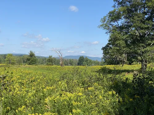 Best Hikes and Trails in Thomas and Palmer Brook Reserve | AllTrails