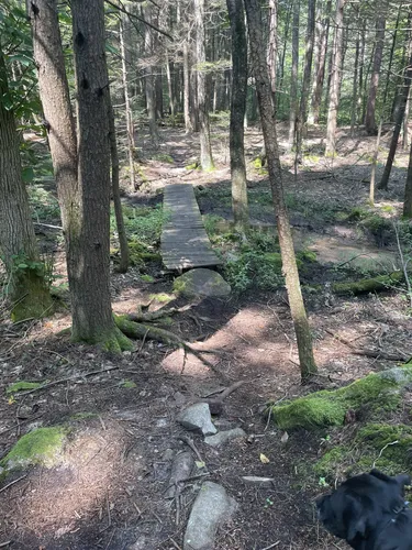 Best Hikes and Trails in Hammond Nature Preserve and Walker Forest ...