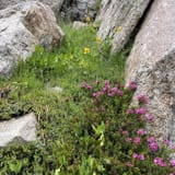 Mount Conness East Ridge, California - 209 Reviews, Map | AllTrails