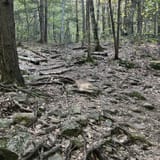 Scenic Trail Cut-off and Maiden Cliff Trail, Maine - 1,323 Reviews, Map ...