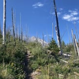 Cooper Spur Trail via Tilly Jane Trail, Oregon - 384 Reviews, Map ...