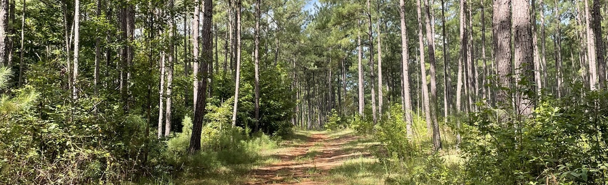Dauset Trails Equestrian Trail, Georgia - 27 Reviews, Map | AllTrails