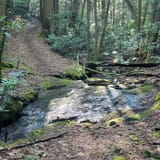 Pinnacle Overlook Trail, Kentucky - 196 Reviews, Map | AllTrails