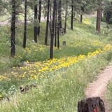 Schultz Creek Trail, Arizona - 399 Reviews, Map | AllTrails