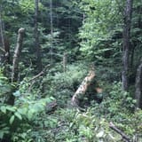 The Boogerman Trail, North Carolina - 460 Reviews, Map | AllTrails