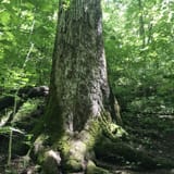 The Boogerman Trail, North Carolina - 460 Reviews, Map | AllTrails