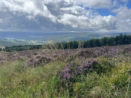 10 Best Walking Trails in Kielder Forest | AllTrails