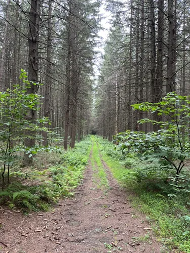 Best Hikes and Trails in Heiberg Memorial Forest | AllTrails