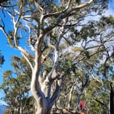 Mount Timbertop: 122 foto - Vittoria, Australia | AllTrails