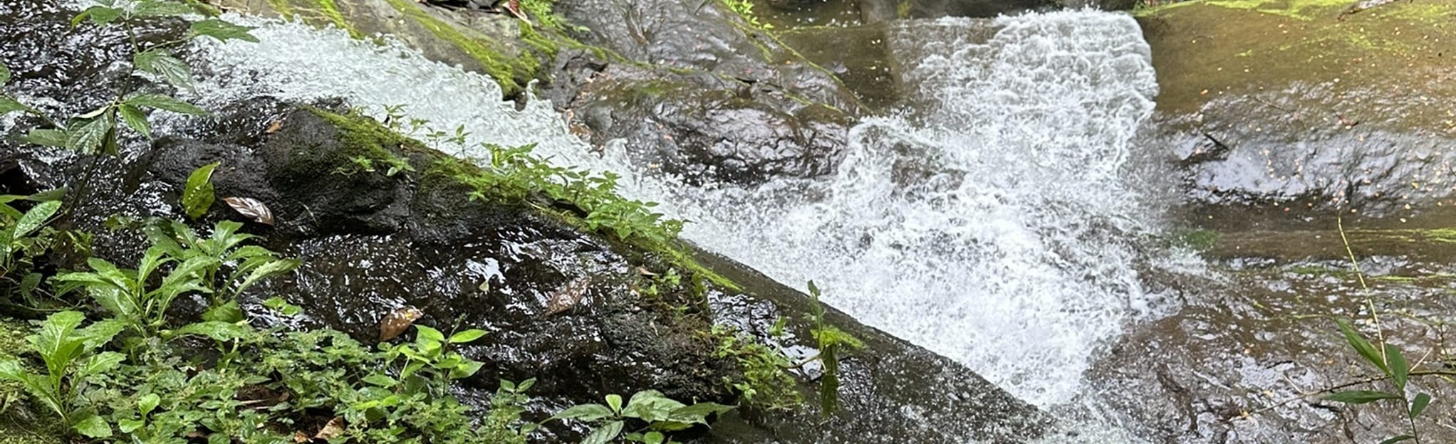 Volio Waterfalls, Limón, Costa Rica - 20 Reviews, Map | AllTrails