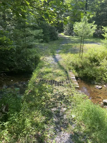 10 Best Trail Running Trails in Michaux State Forest | AllTrails