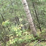 Scout Ridge Trail, Alaska - 280 Reviews, Map | AllTrails