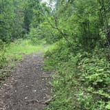 Scout Ridge Trail, Alaska - 280 Reviews, Map | AllTrails